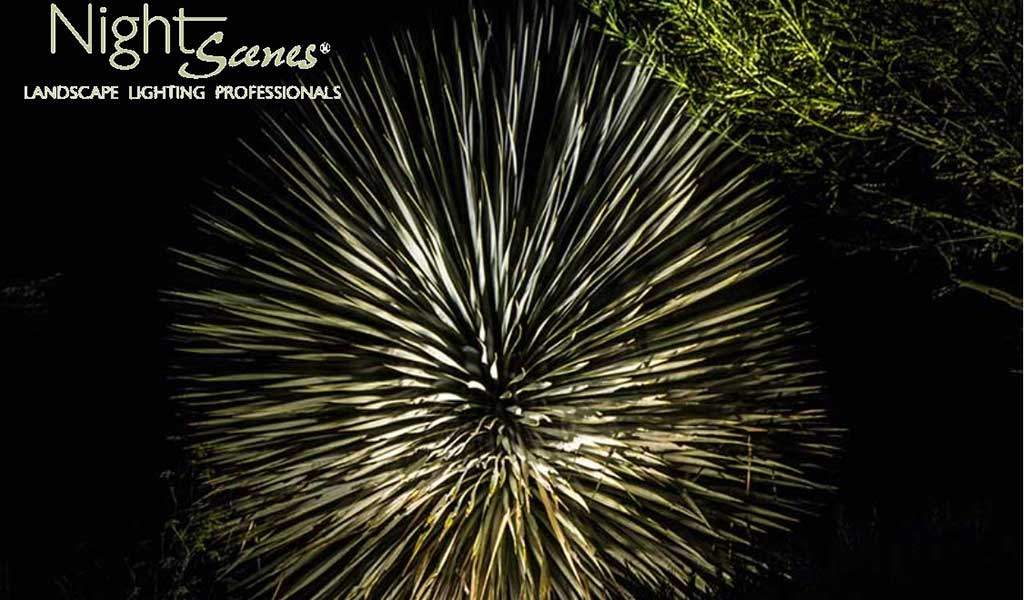 Yucca - NightScenes Landscape Lighting
